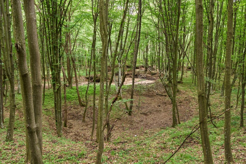 Deciduous forest landscape stock image. Image of green - 94495105