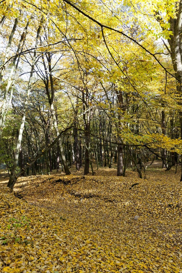 Deciduous Forest during Leaf Fall Stock Image - Image of event ...