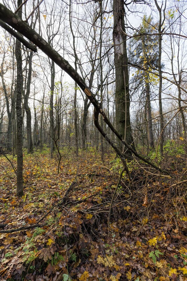 Deciduous Forest during Leaf Fall Stock Photo - Image of color, weather ...