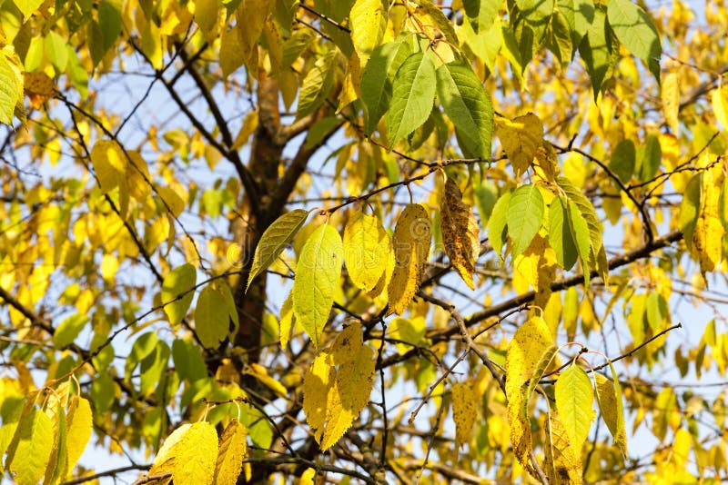 Deciduous Forest during Leaf Fall Stock Image - Image of deciduous ...