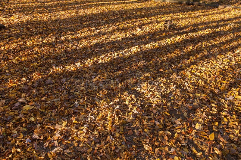 Deciduous Forest Leaves and Shadows of Trunks Stock Image - Image of ...