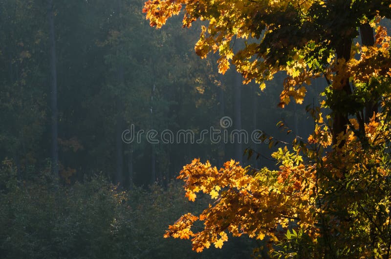DECIDUOUS FOREST stock image. Image of autumn, bush - 174406483