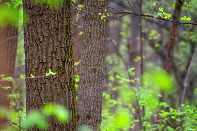 Deciduous Forest Maple Trees Springtime Close Up Stock Photos - Free ...
