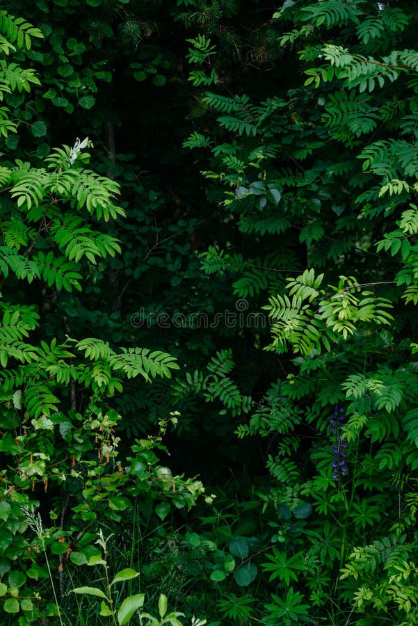 Deciduous Forest in the Middle of Summer Close-up Stock Image - Image ...