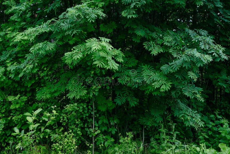 Deciduous Forest in the Middle of Summer Close-up Stock Image - Image ...