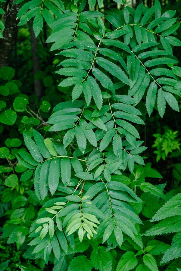 Deciduous Forest in the Middle of Summer Close-up Stock Image - Image ...