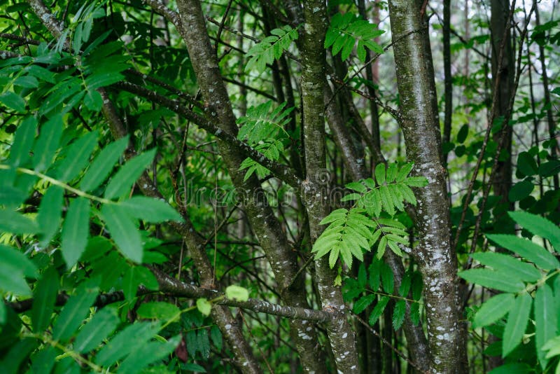 Deciduous Forest in the Middle of Summer Close-up Stock Photo - Image ...