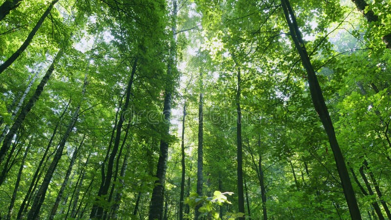 Deciduous Forest. National Park Tree Forest with Old Tree Trunks and ...