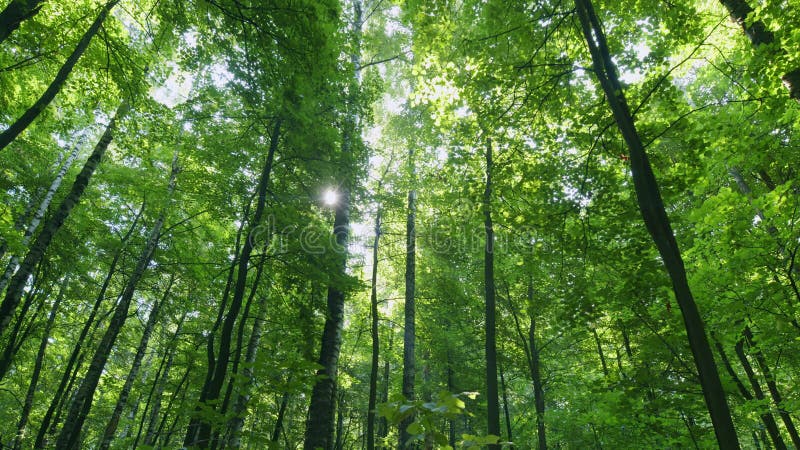 Deciduous Forest. National Park Tree Forest with Old Tree Trunks and ...