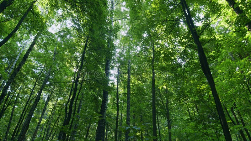 Deciduous Forest. National Park Tree Forest with Old Tree Trunks and ...