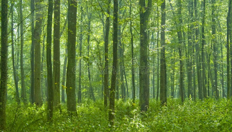 Deciduous Forest Rain after Stock Photo - Image of light, forest: 4266846