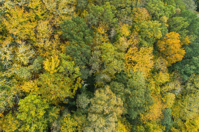 Deciduous Forest Seen from a Drone in Early Autumn Stock Image - Image ...