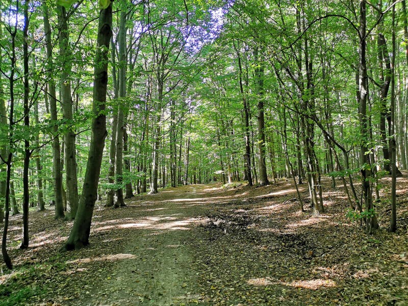 Deciduous Forest in Spring, Lots of Fallen Leaves on the Ground, Forest ...