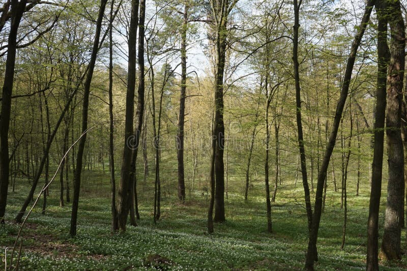 Deciduous Forest in Spring in Ukraine Stock Image - Image of color ...