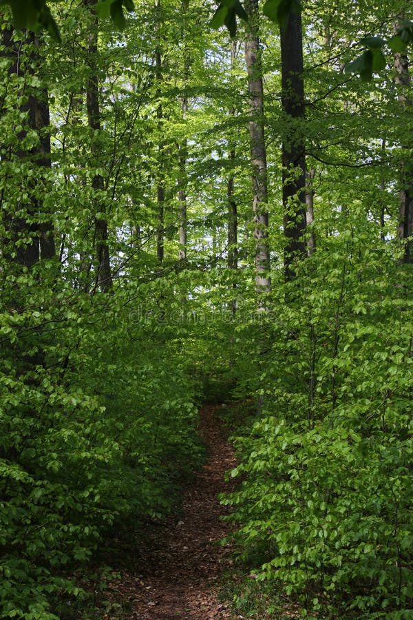 Deciduous Forest in Springtime Stock Image - Image of cast, fresh ...