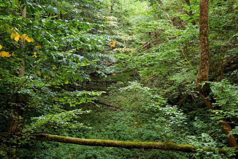 Deciduous Forest at Summer. Stock Image - Image of environmental, gully ...