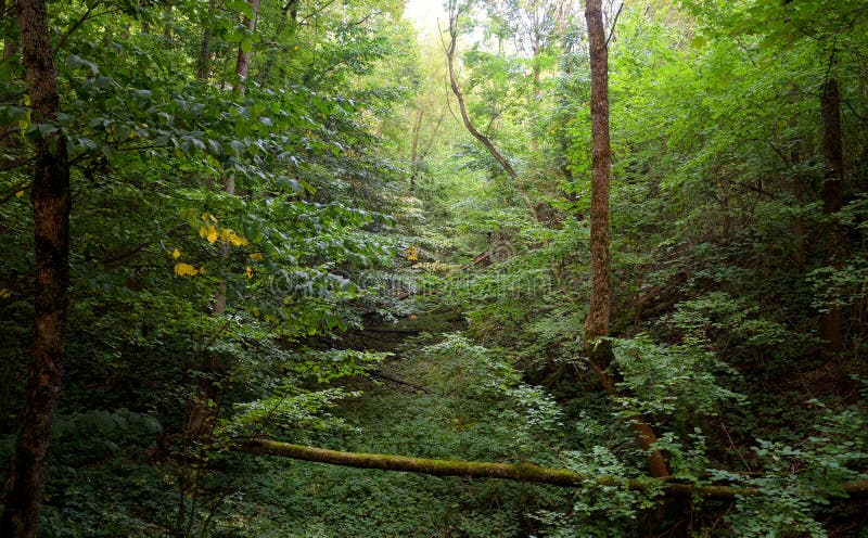 Deciduous Forest at Summer. Stock Photo - Image of green, environmental ...