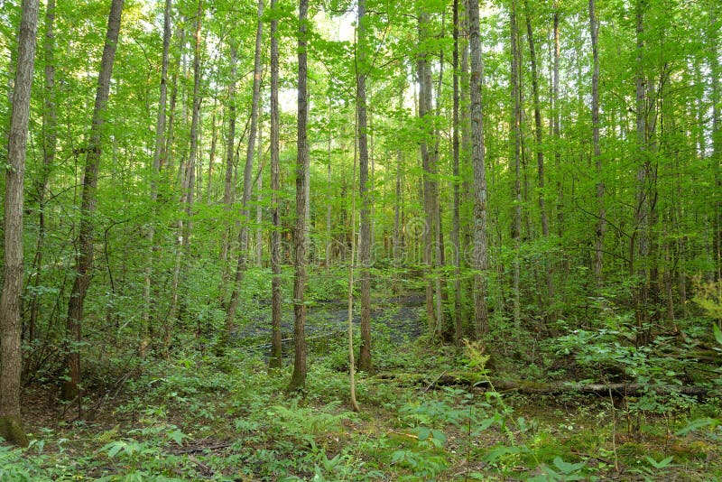Deciduous Forest at Summer. Stock Photo - Image of environment, outdoor ...