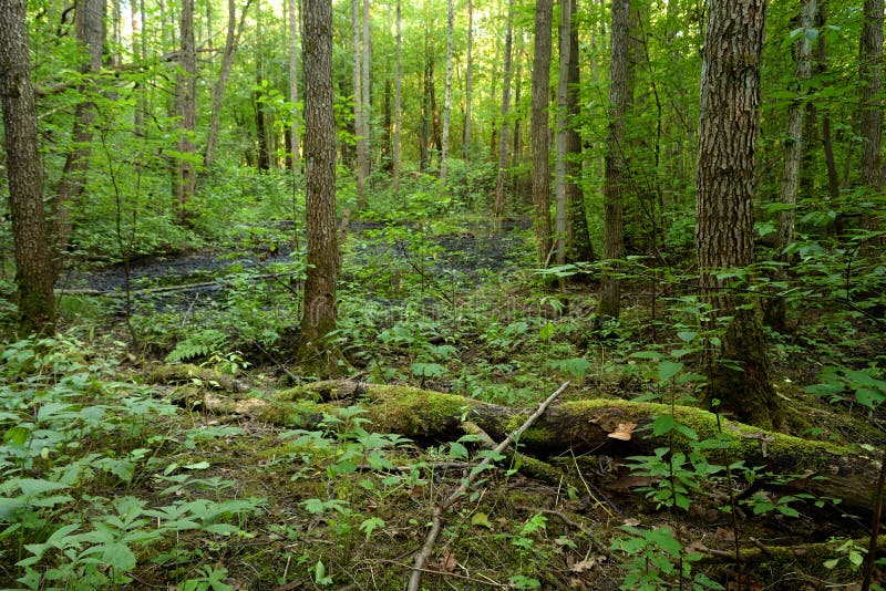 Deciduous Forest at Summer. Stock Image - Image of botany, flora: 123769801