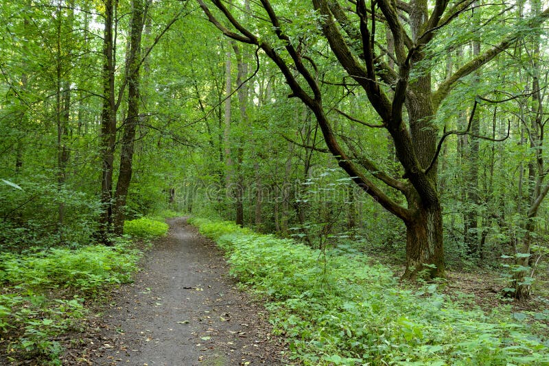 Deciduous Forest at Summer. Stock Image - Image of flora, gloomy: 123769849