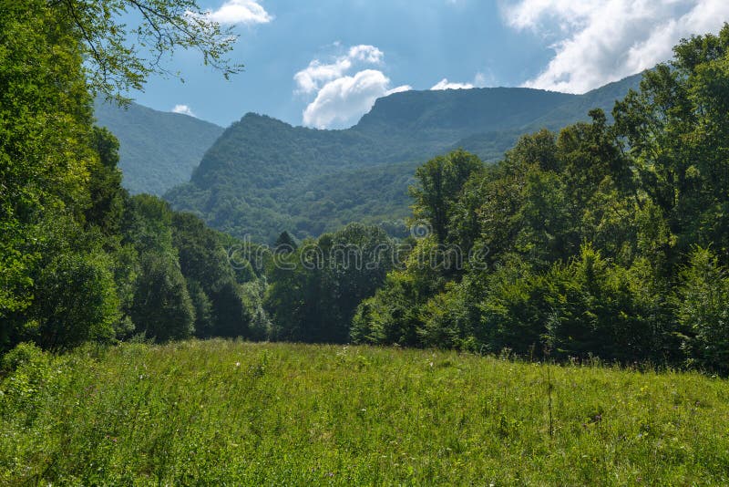 Deciduous Forest in the Summer Stock Image - Image of hill, tourism ...