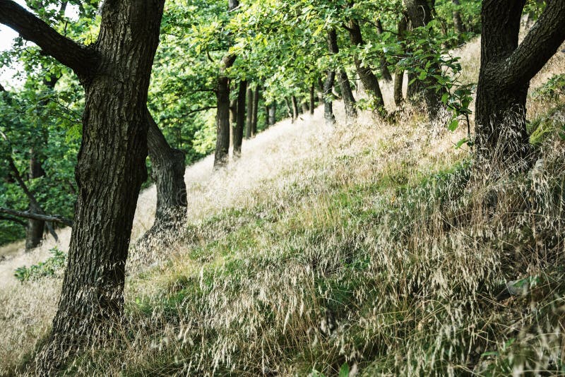 Deciduous Forest in Summer, Seasonal Natural Scene Stock Photo - Image ...