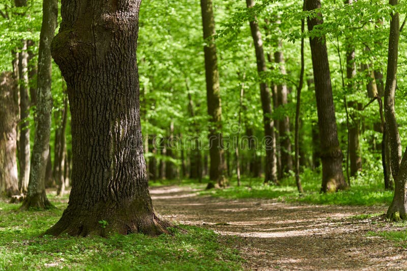 Deciduous Forest in the Summer Stock Image - Image of footpath, foliage ...