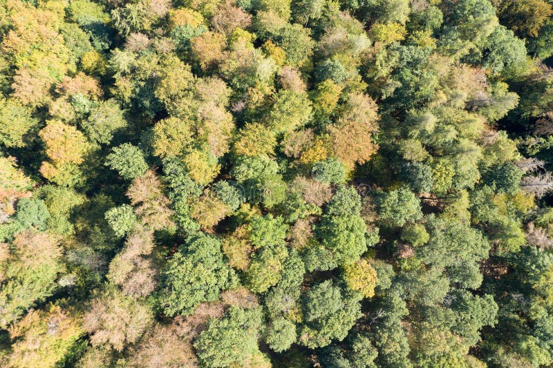 Deciduous Forest from the Top View Stock Image - Image of plant, oxygen ...