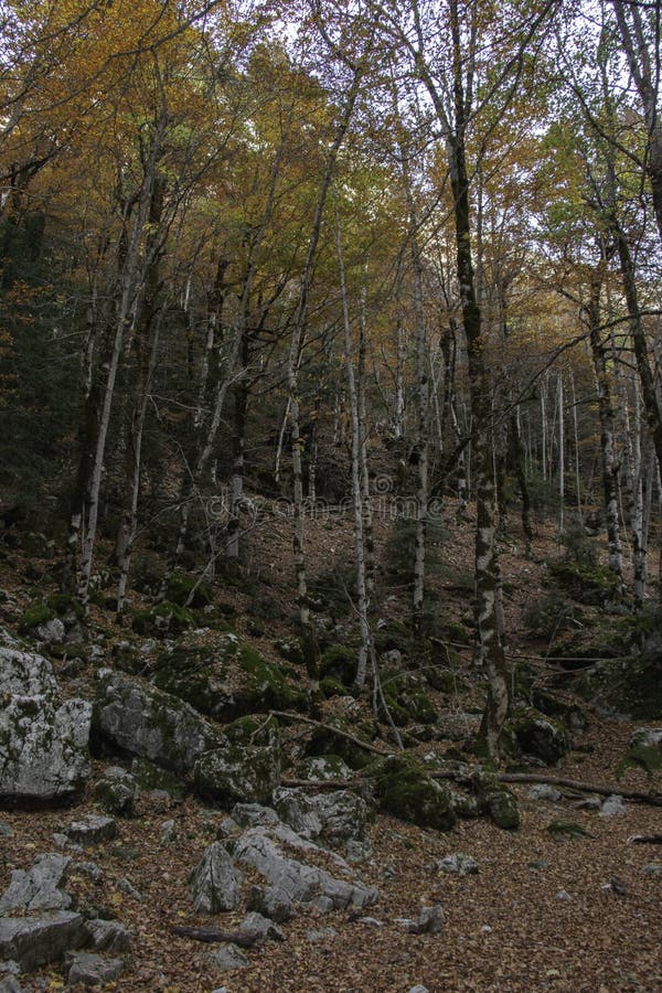 Deciduous Forest with Rocks Stock Photo - Image of forest, mount: 173553060
