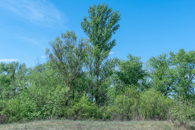 Deciduous Forest of Trees and Shrubs. Undergrowth or Summer Green ...