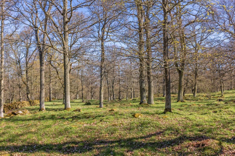 Deciduous Forest with Verdant Trees a Sunny Spring Day Editorial ...
