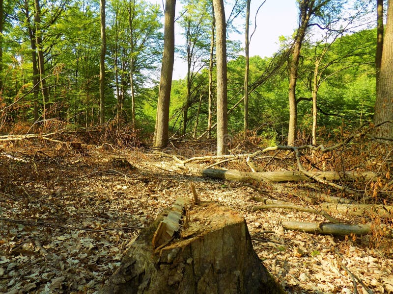 Deciduous Forest after Wood Exploitation Stock Photo - Image of foliage ...