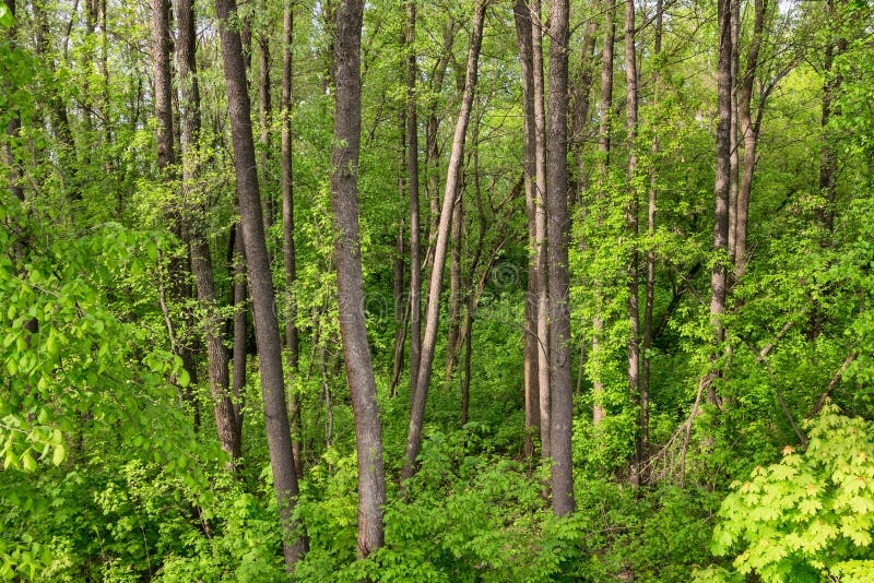 In the deciduous forest stock photo. Image of scene - 278038230