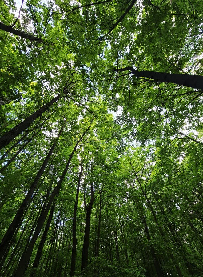 Deciduous Green Forest in Early Summer, View from the Bottom Up High ...