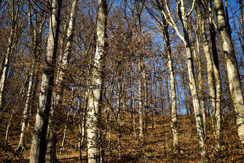 Deciduous Grey Trees on Winter Sunny Day Stock Image - Image of scenery ...