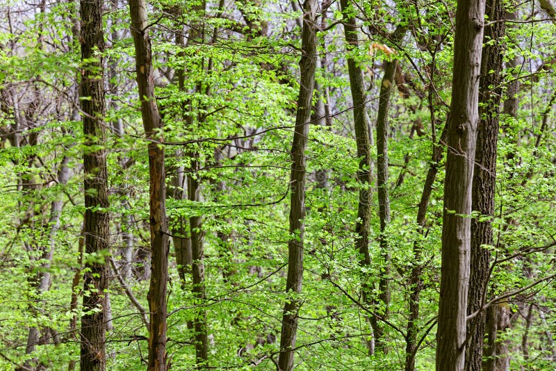 Deciduous (leaf) Forest Depths Stock Image - Image of closeup, magic ...