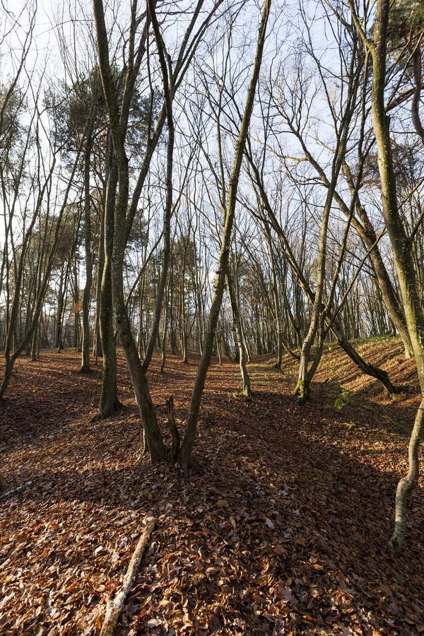 Deciduous Oak Trees in the Forest or in the Park Stock Photo - Image of ...