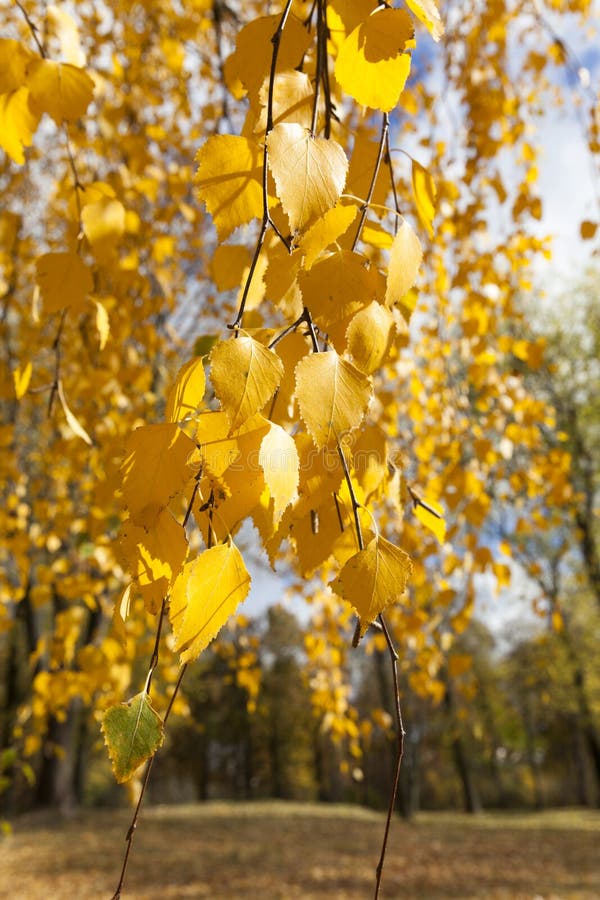 Deciduous Oak Trees in the Forest or in the Park Stock Photo - Image of ...