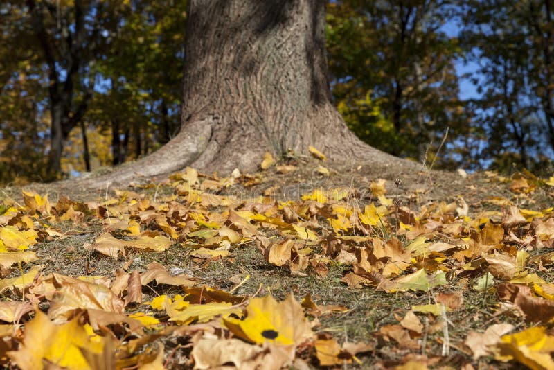 Deciduous Oak Trees in the Forest or in the Park Stock Image - Image of ...