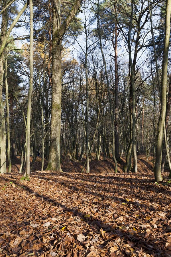 Deciduous Oak Trees in the Forest or in the Park Stock Image - Image of ...