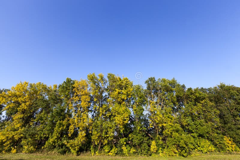 Deciduous Oak Trees in the Forest or in the Park Stock Image - Image of ...