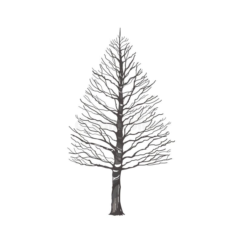 Oak Tree Winter Sketch