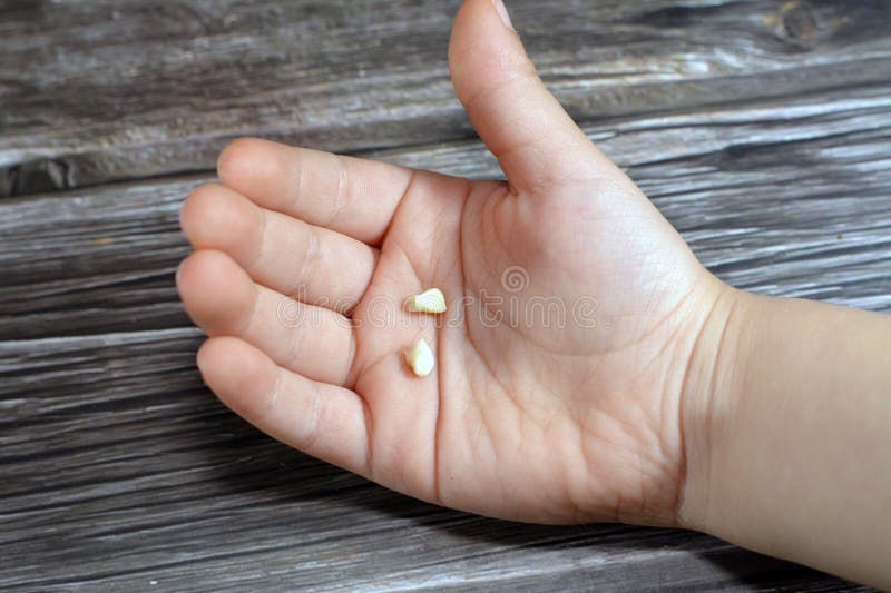 Deciduous Teeth Set Stock Photos - Free & Royalty-Free Stock Photos ...