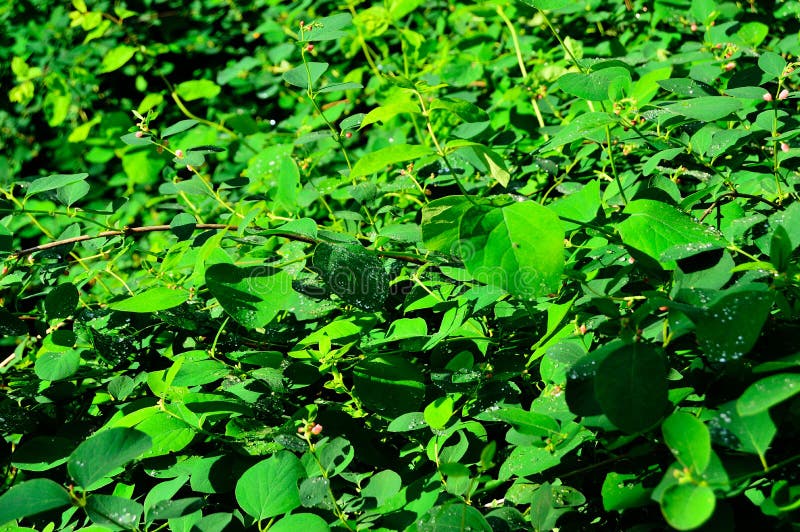 Deciduous Shrubs in the Sharp Light of the Rising Sun. Stock Image ...
