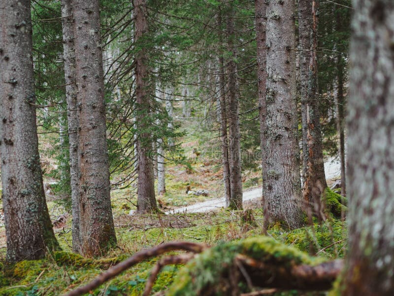 Deciduous Spruce Trees in the Forest Stock Image - Image of forest ...