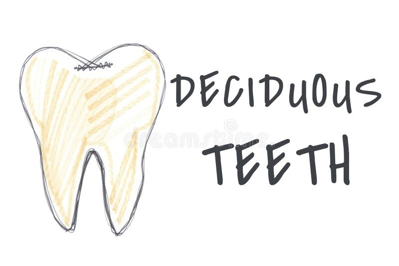 Deciduous Teeth Text Words Phrase on Tooth Illustration Background ...