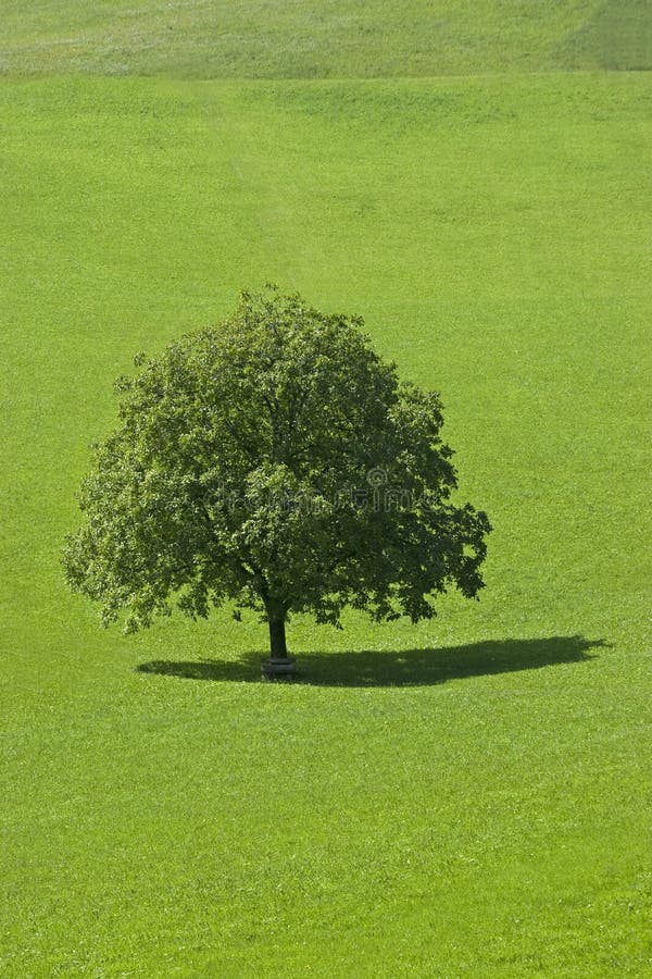 Deciduous tree, stock image. Image of tree, isolation - 16863629