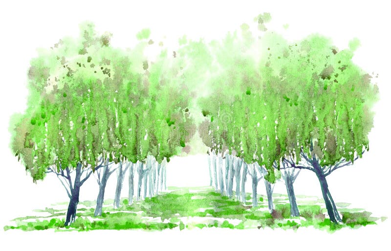 Deciduous tree alley. stock illustration. Illustration of deciduous ...