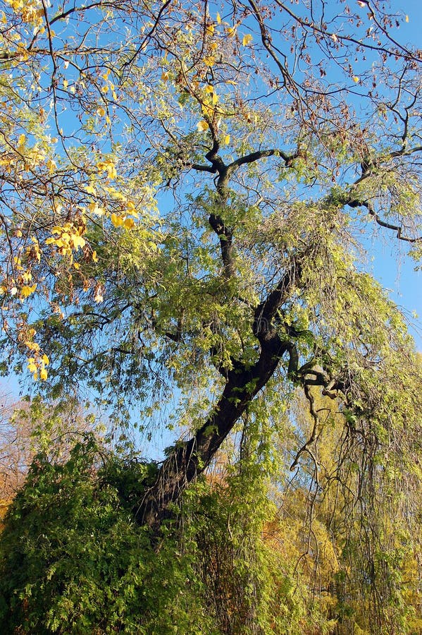 Deciduous tree in autumn stock image. Image of grow, light - 11775013