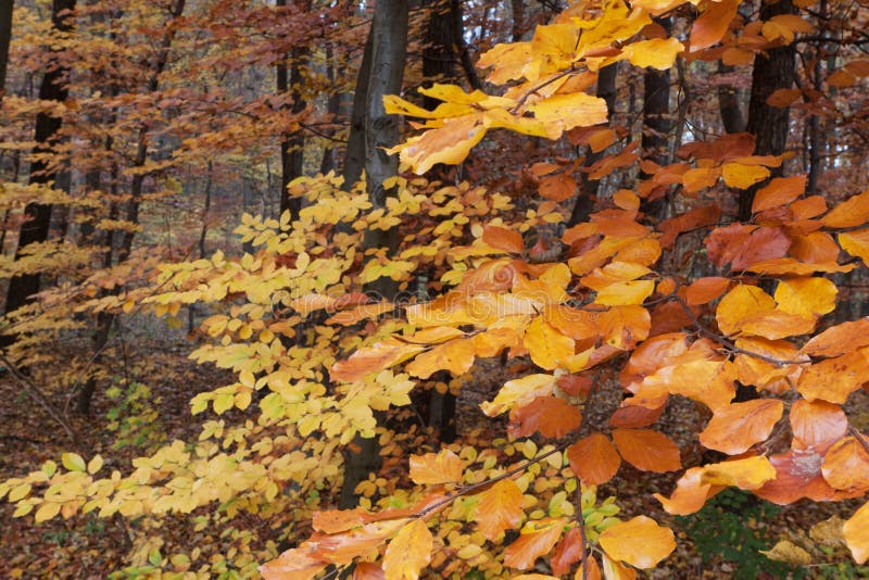 Deciduous tree in autumn stock image. Image of natural - 23629851